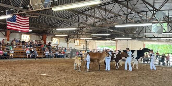 Knox County Fair 2025 – Beef, Dairy Feeder & Rabbit Results! - WQIO